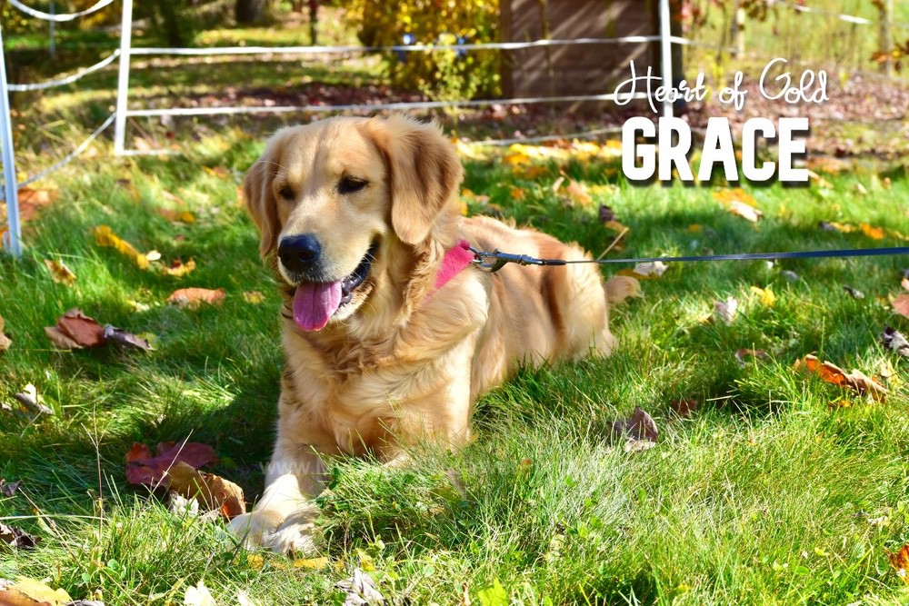 Heart of Gold Grace - My Golden Retriever Puppies