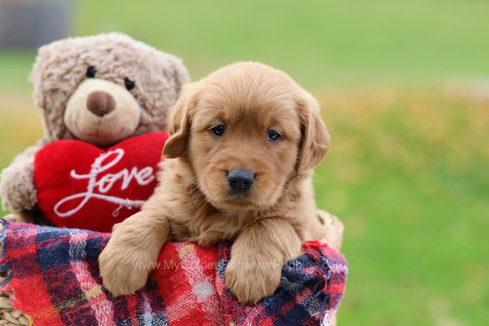 Princess - My Golden Retriever Puppies