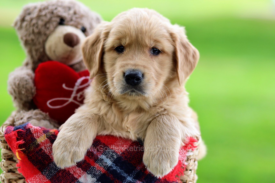 Trevor - My Golden Retriever Puppies