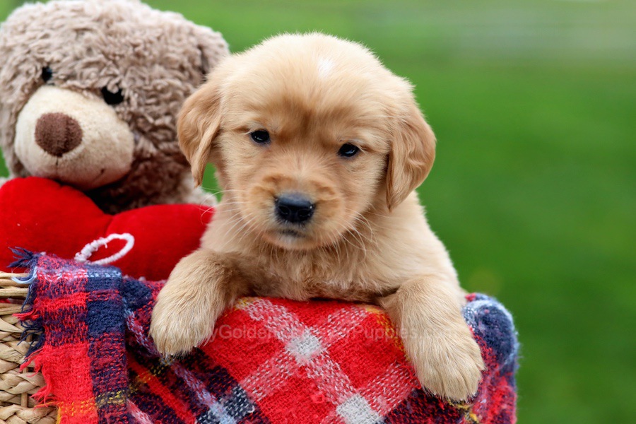 Wyatt - My Golden Retriever Puppies