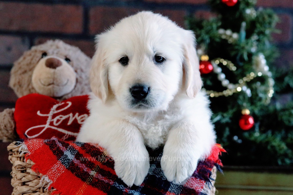 Dakota - My Golden Retriever Puppies