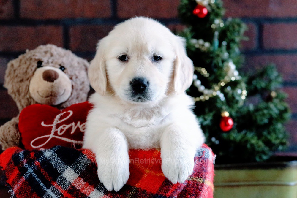 Dawn - My Golden Retriever Puppies