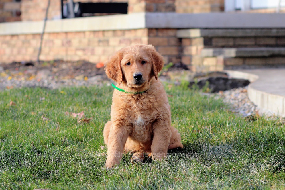 Hunter - My Golden Retriever Puppies