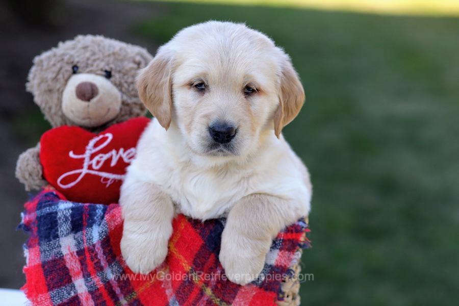 Mojo - My Golden Retriever Puppies