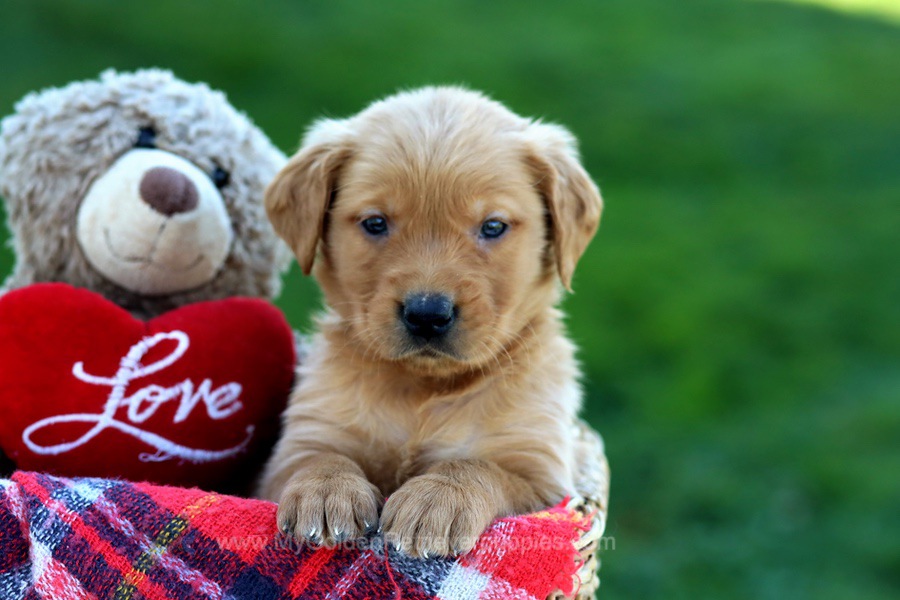 Rambo My Golden Retriever Puppies