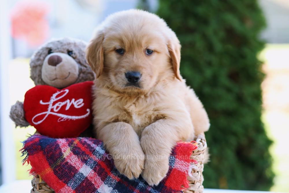 Rex - My Golden Retriever Puppies
