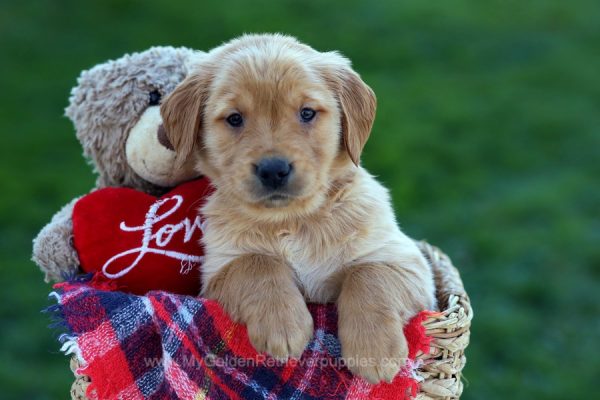Riley - My Golden Retriever Puppies