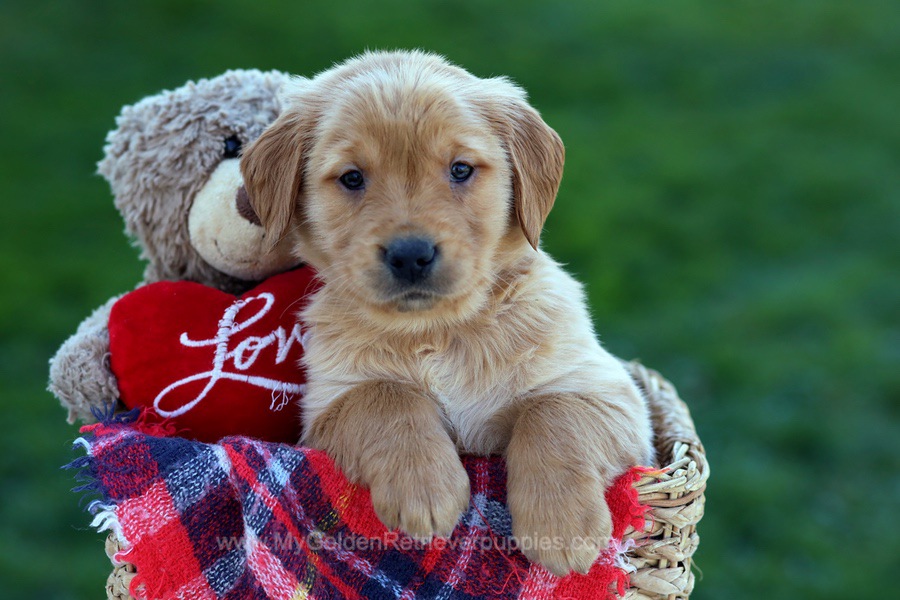 Riley - My Golden Retriever Puppies
