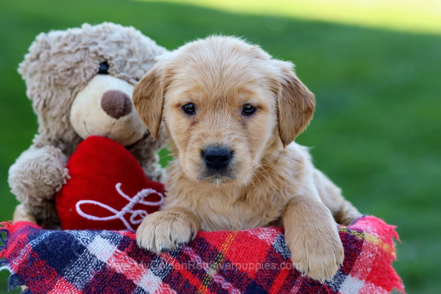 Rita - My Golden Retriever Puppies