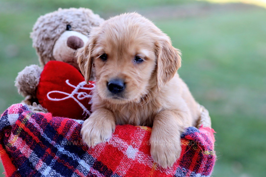 Sam - My Golden Retriever Puppies