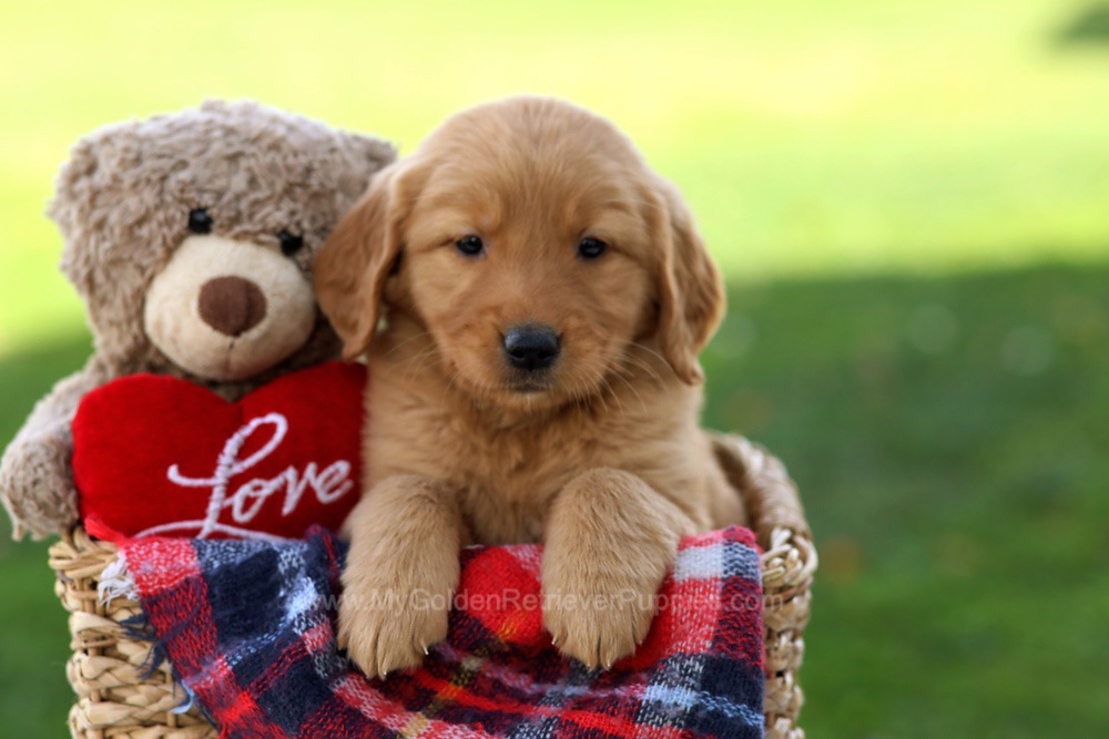 Shelly - My Golden Retriever Puppies