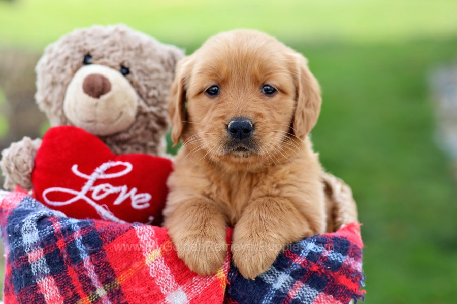 Unique - My Golden Retriever Puppies