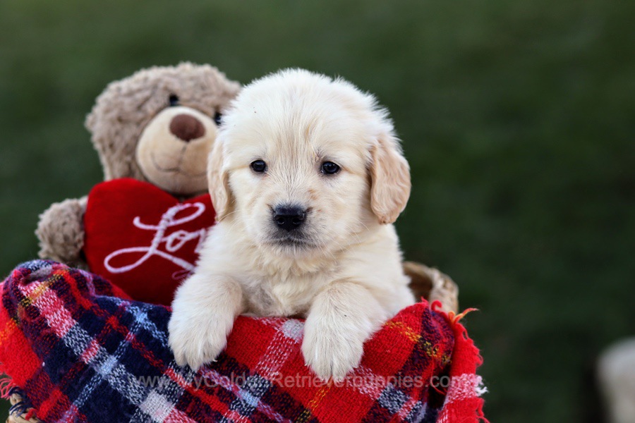 Wain - My Golden Retriever Puppies