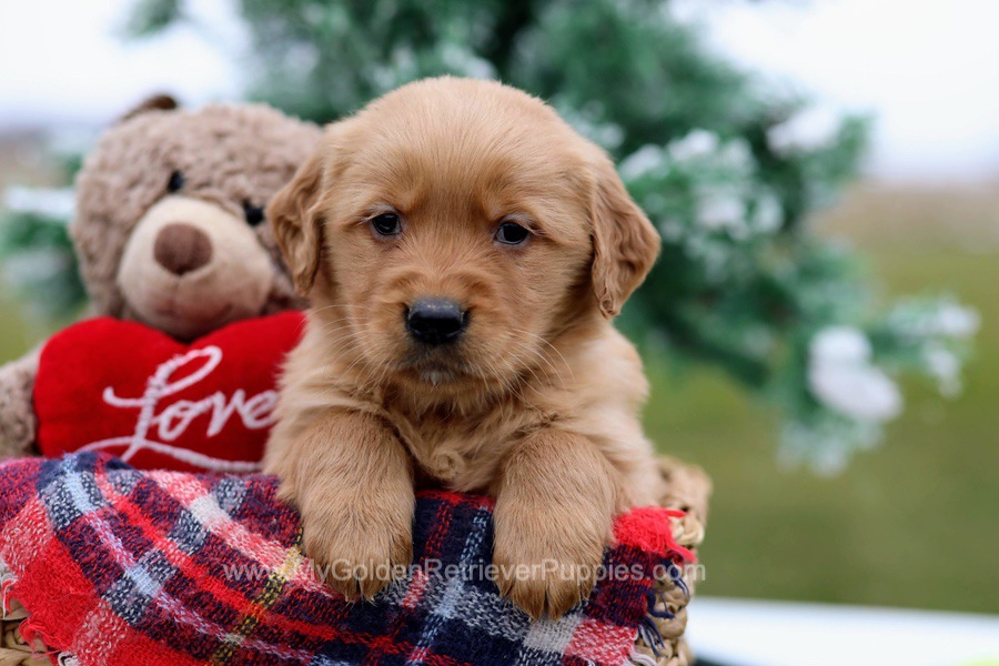 Anderson - My Golden Retriever Puppies