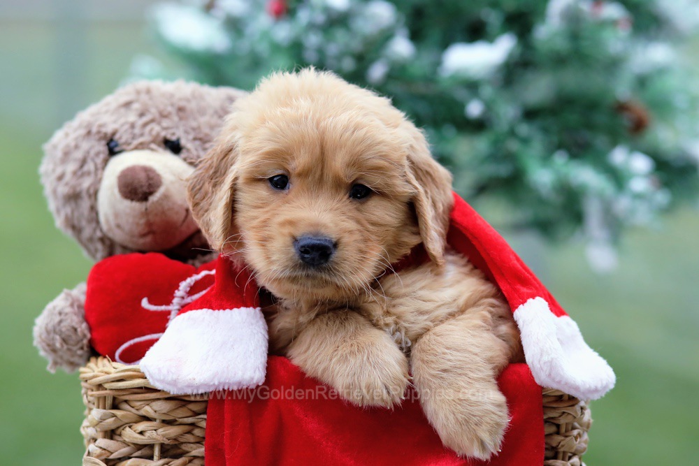 Dallas - My Golden Retriever Puppies