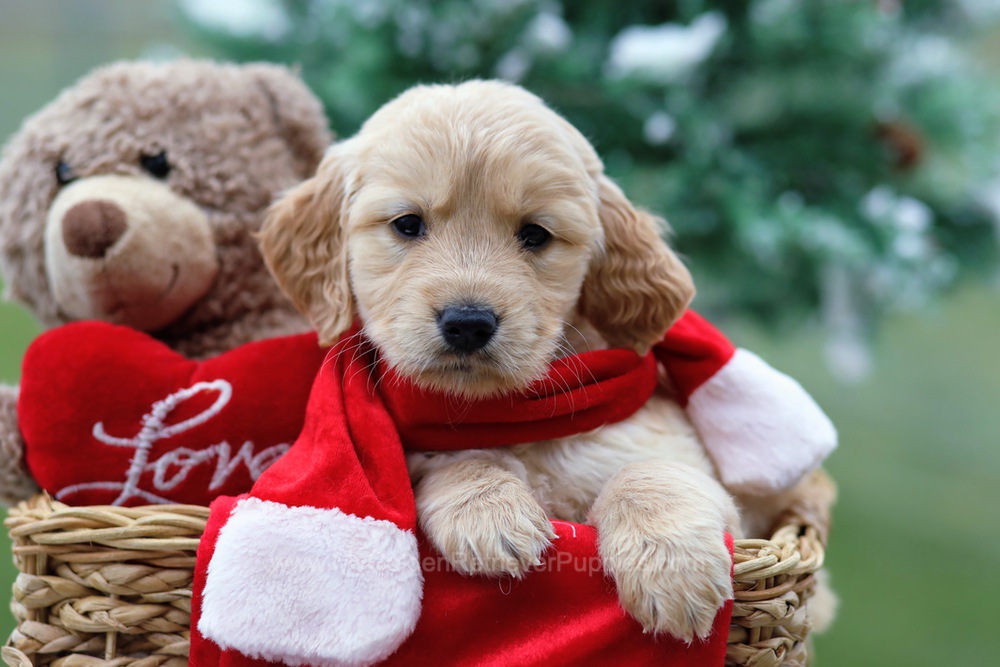 Dawn - My Golden Retriever Puppies