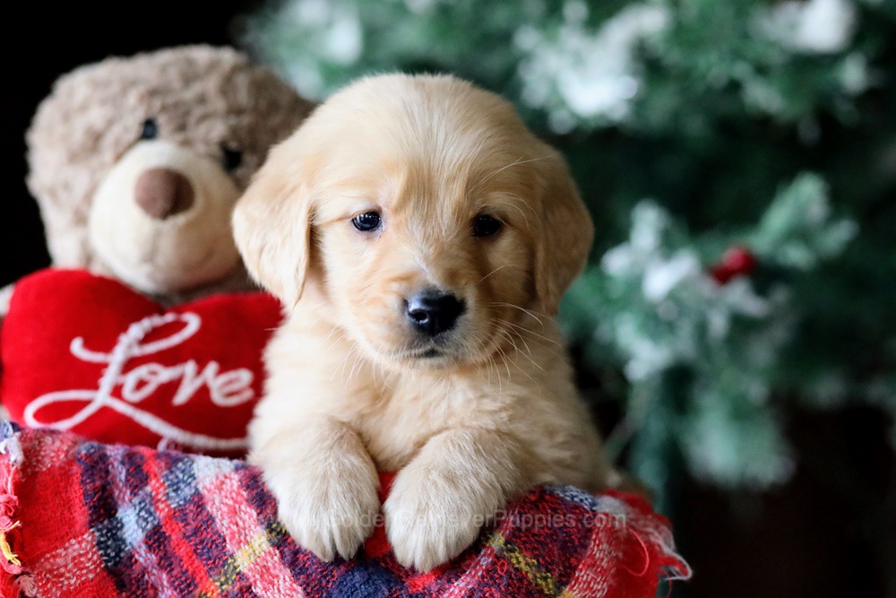 Grace - My Golden Retriever Puppies