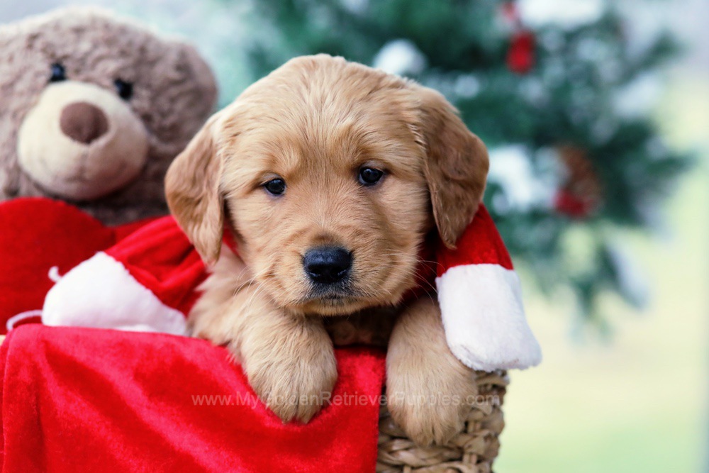 Joy - My Golden Retriever Puppies
