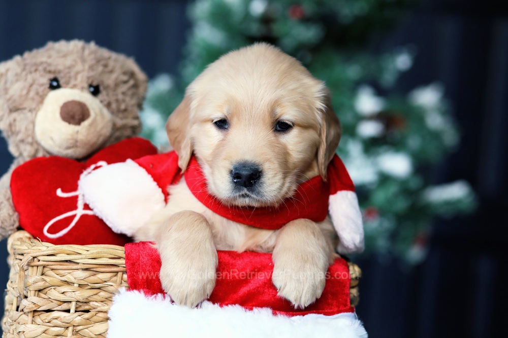 Joy - My Golden Retriever Puppies