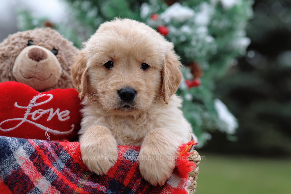 Sheldon - My Golden Retriever Puppies