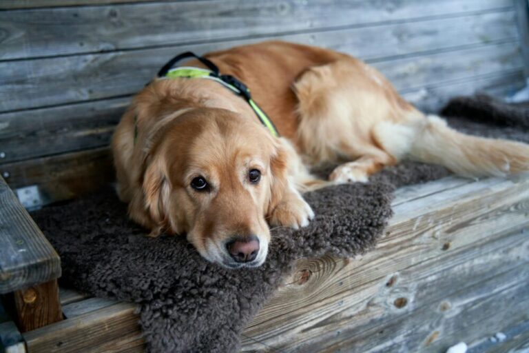 Why Golden Retrievers Are Great Protective Dogs (Ultimate List)