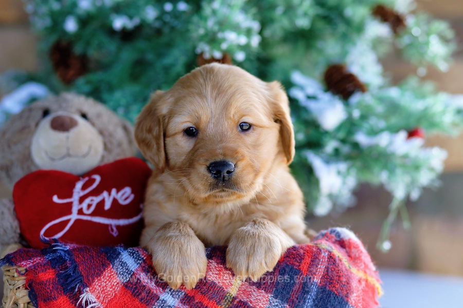 Teddy - My Golden Retriever Puppies