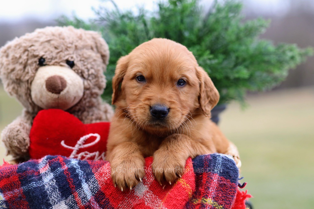 Arch - My Golden Retriever Puppies