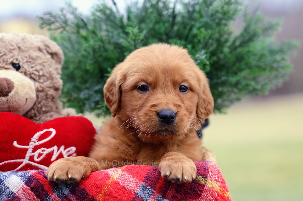 Arrow - My Golden Retriever Puppies