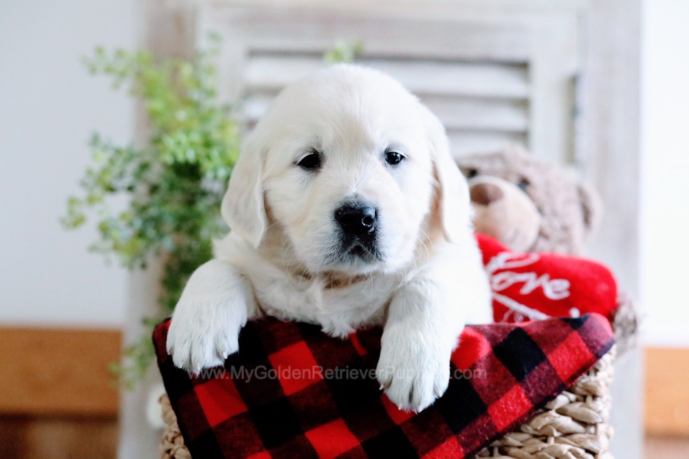 Charlie - My Golden Retriever Puppies