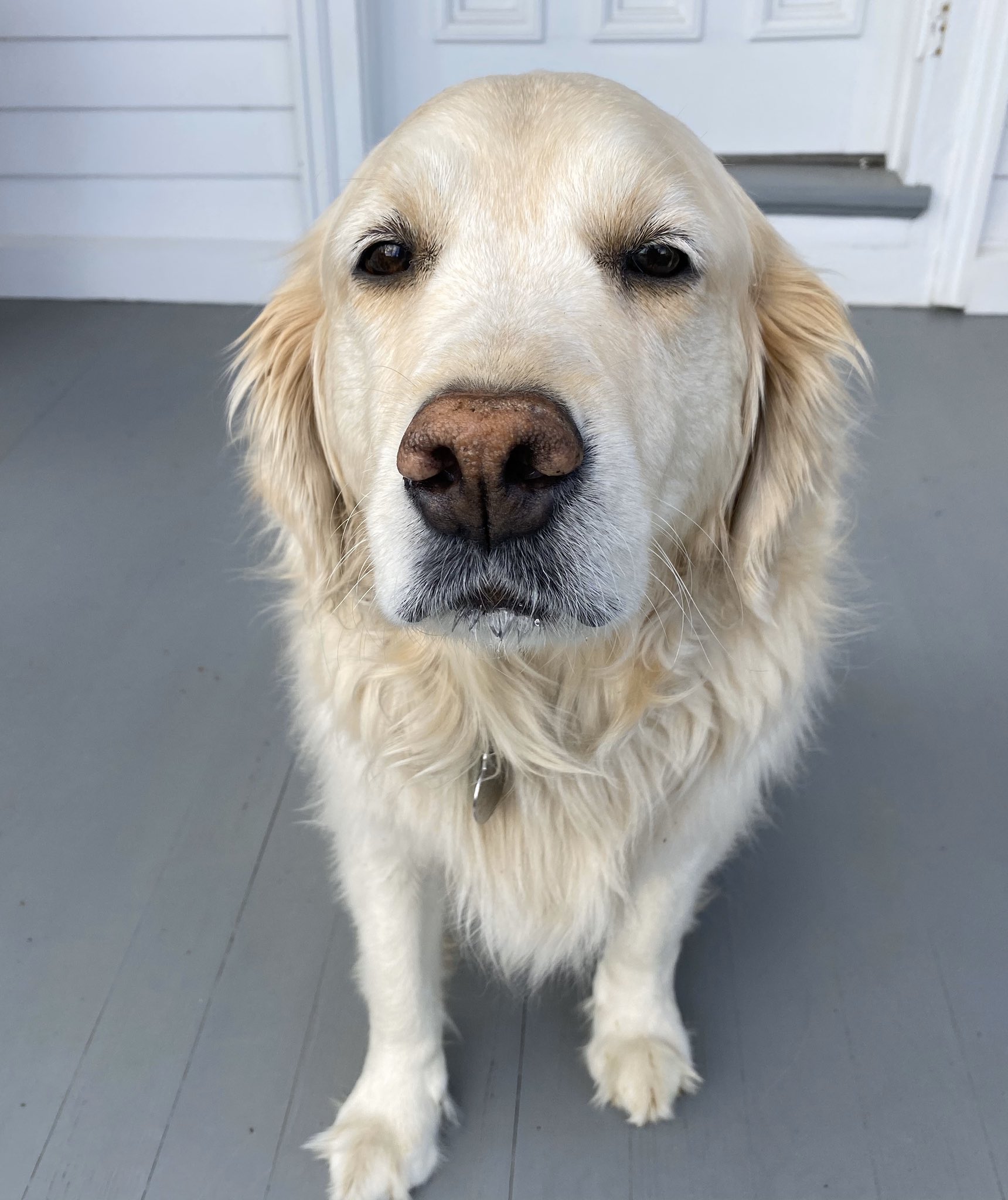 23 Most Famous Golden Retrievers (Cuteness Overload)