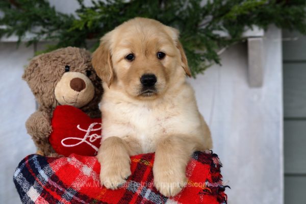 Sandy - My Golden Retriever Puppies
