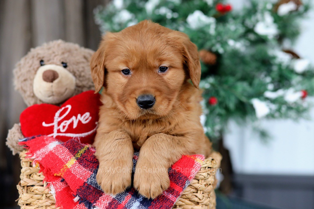 Teddy - My Golden Retriever Puppies