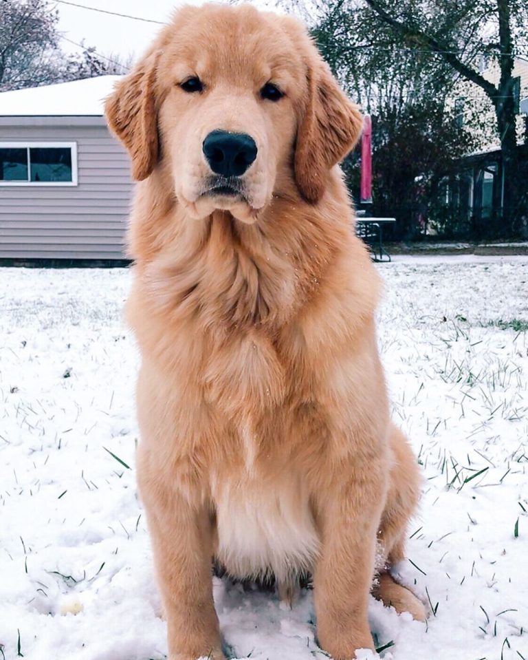 23 Most Famous Golden Retrievers (Cuteness Overload)