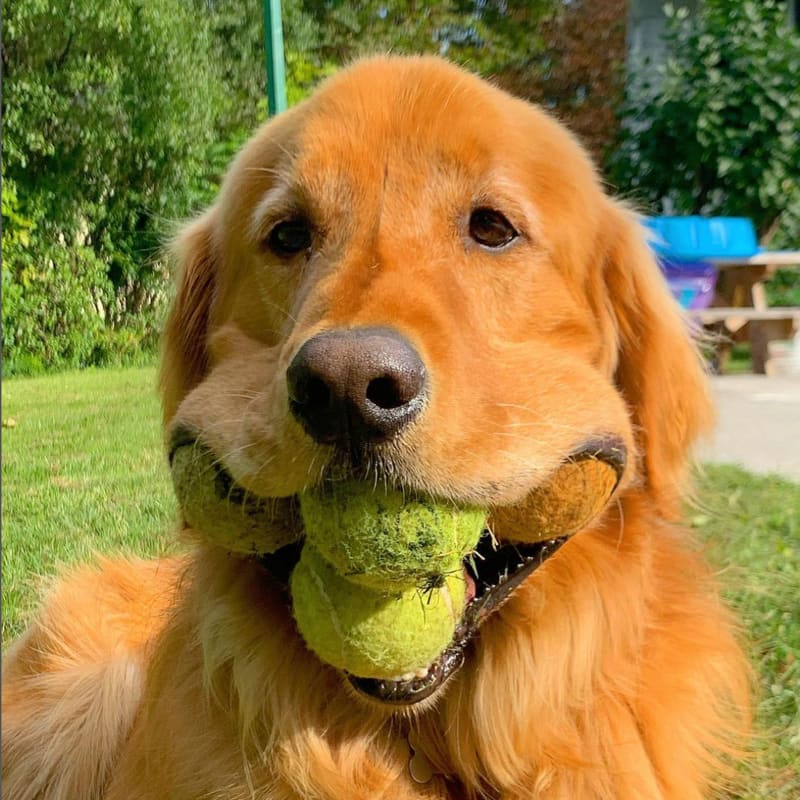 23 Most Famous Golden Retrievers (Cuteness Overload)