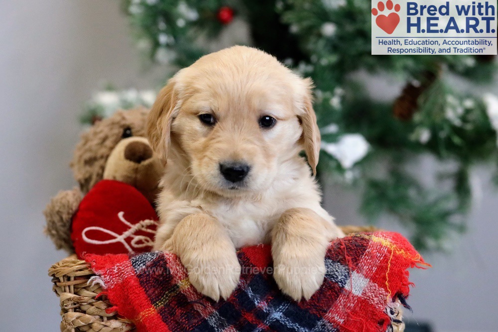 Bryce - My Golden Retriever Puppies