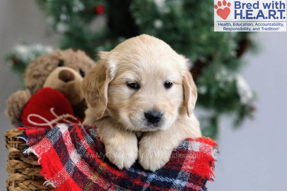 Buddy - My Golden Retriever Puppies