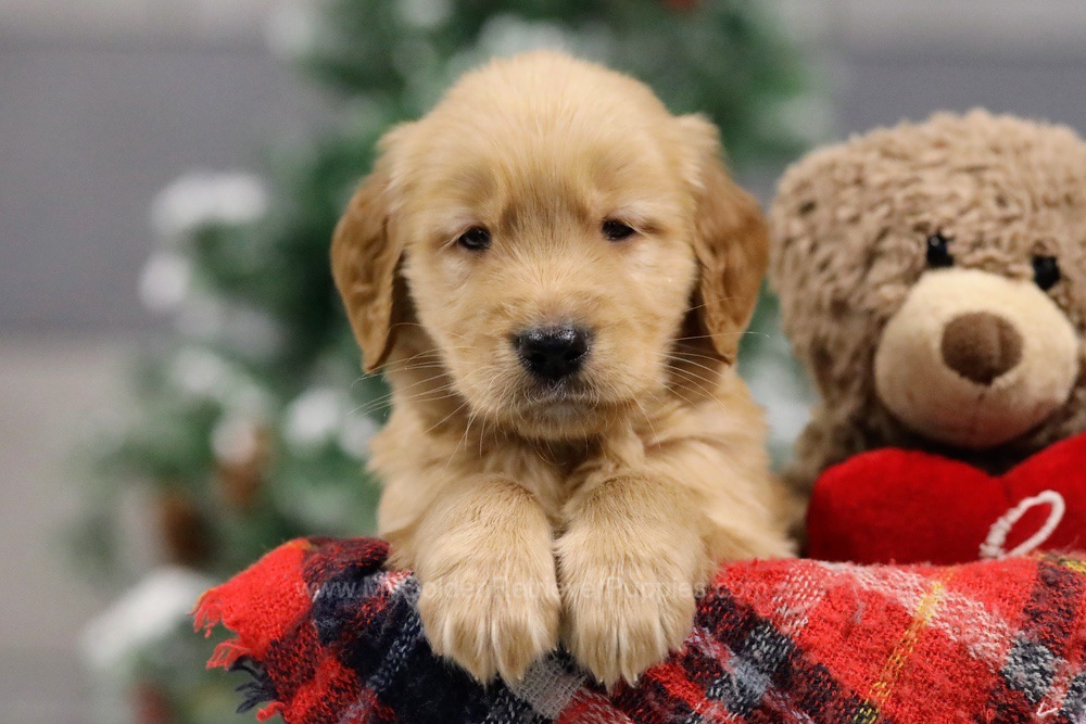 Max - My Golden Retriever Puppies
