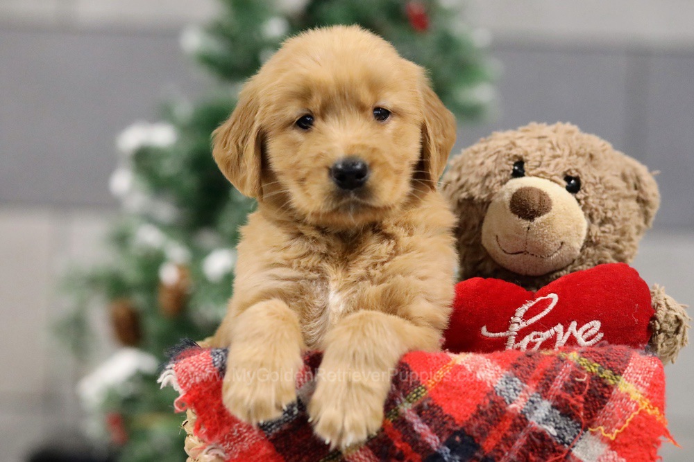 Milton - My Golden Retriever Puppies