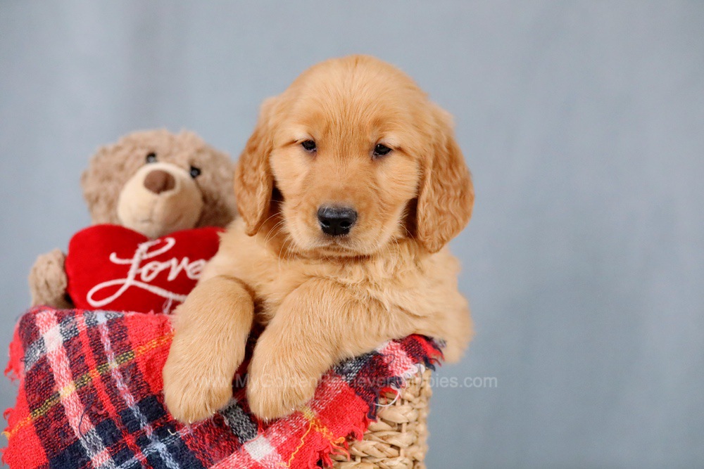 Rocket - My Golden Retriever Puppies