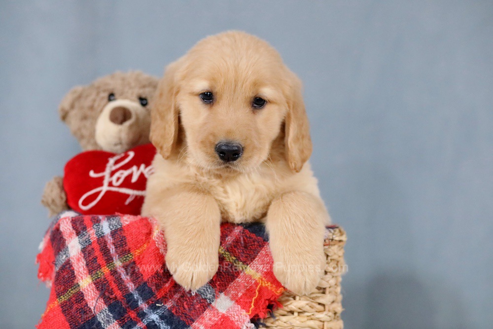 Rosco - My Golden Retriever Puppies