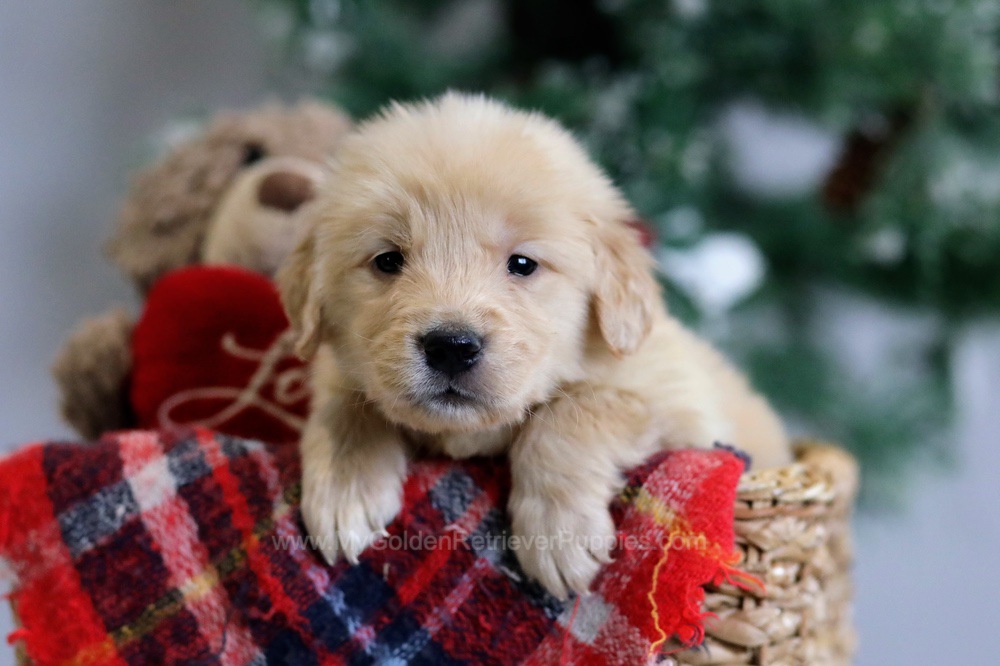 Wes - My Golden Retriever Puppies