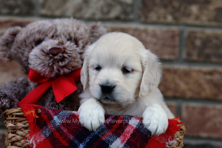 Rimpy - My Golden Retriever Puppies