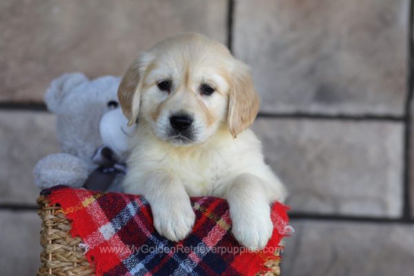 Shadow - My Golden Retriever Puppies