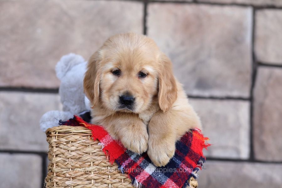 Shawn - My Golden Retriever Puppies