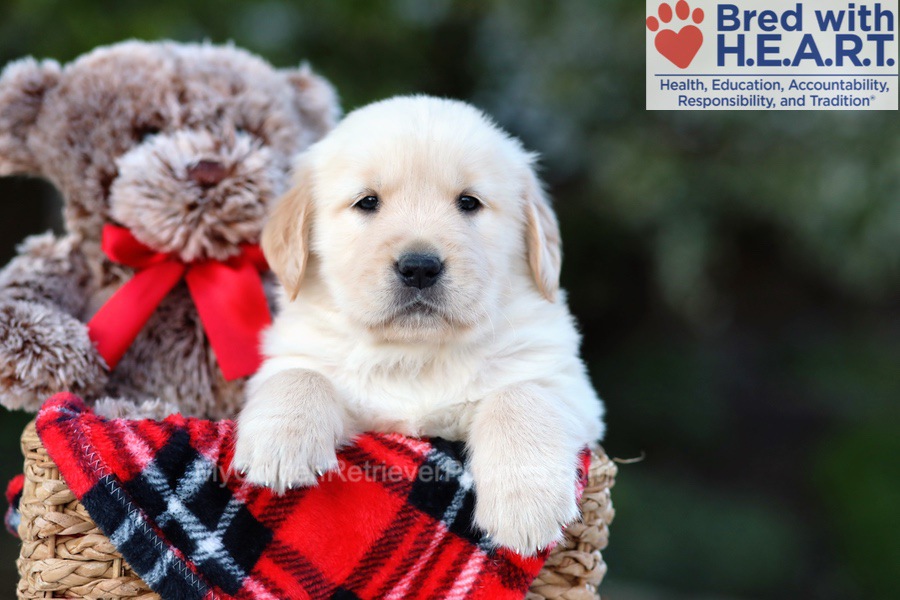Hunter - My Golden Retriever Puppies