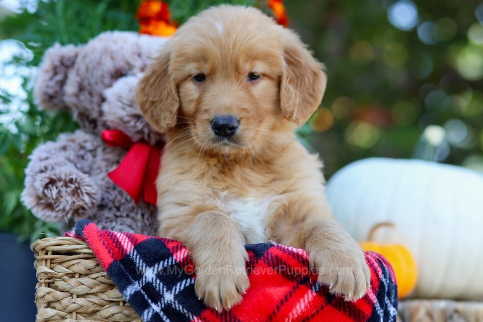 Chase - My Golden Retriever Puppies