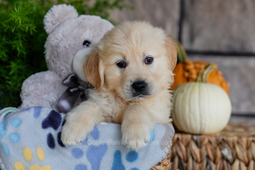 Teddy - My Golden Retriever Puppies