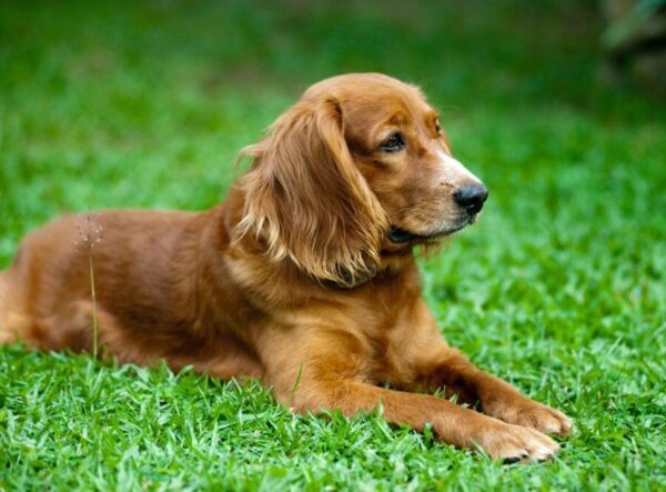 Are Golden Retrievers Smart? See how hgih they rank