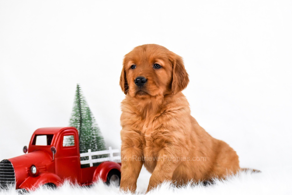 Dasher - My Golden Retriever Puppies