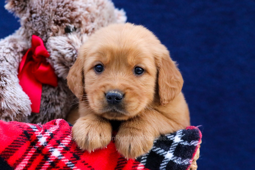 Duke - My Golden Retriever Puppies